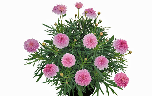 Argyranthemum from Kientzler Young Plants