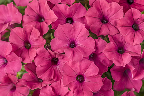Petunia from Kientzler Young Plants
