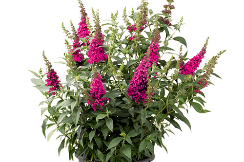 Buddleja BUZZ from Kientzler Young Plants